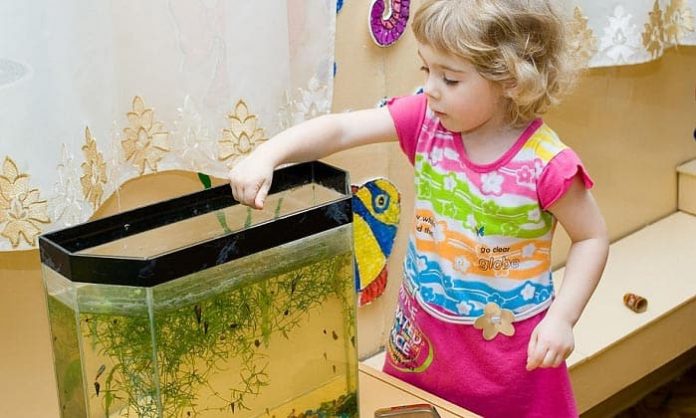 Best Fish Tanks for Kids 2020 - Get aquarium fish